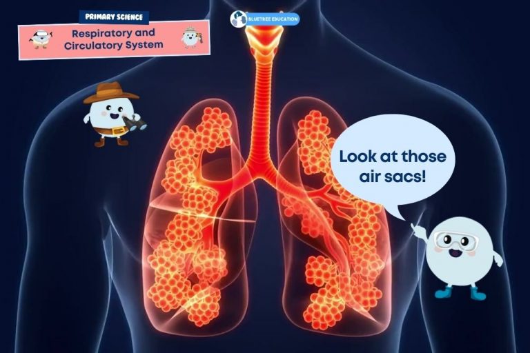 PSLE Science Handbook: Respiratory and Circulatory System - BlueTree ...