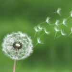 Seeds on the Move: How Wind Dispersal Powers Plant Growth - BlueTree ...