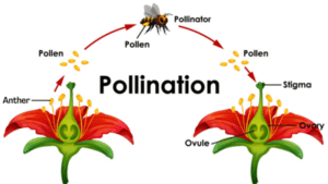 Seeds on the Move: How Wind Dispersal Powers Plant Growth - BlueTree ...