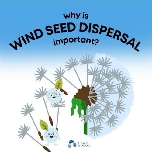 Seeds on the Move: How Wind Dispersal Powers Plant Growth - BlueTree ...