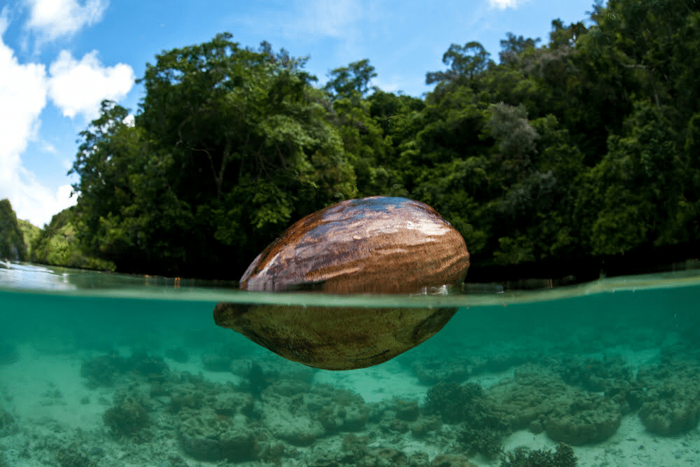 PSLE Must-Know: The WONDERFUL World of Water Seed Dispersal ...